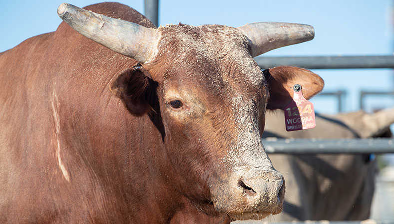 PBR | Reigning YETI World Champion Bull Woopaa to make season debut in ...