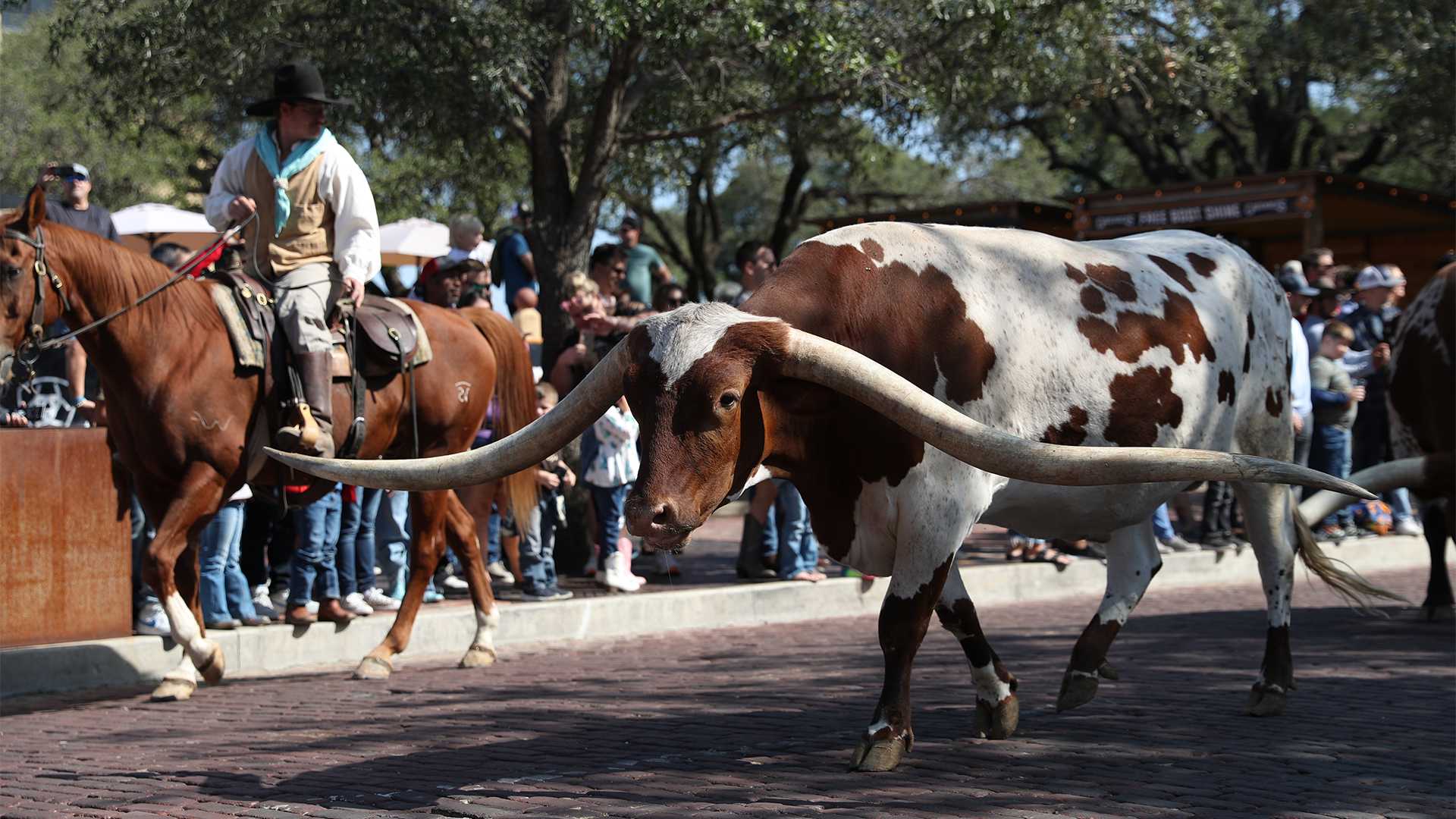 PBR | Gabriel Morais wins PBR Stockyards Showcase for first win outside ...