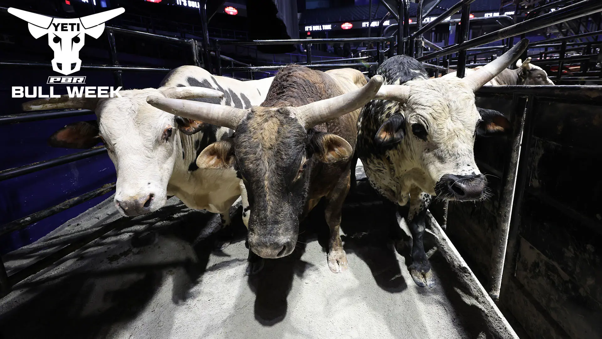 PBR | YETI Bull Week: A celebration of the bovine athletes of the PBR