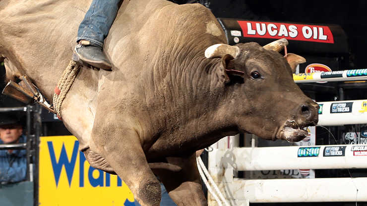 PBR | In the bull pen: Last Cowboy Standing