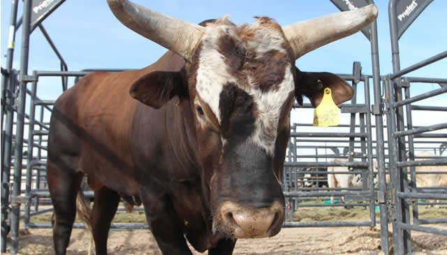 PBR | Bushwacker aiming for back-to-back titles