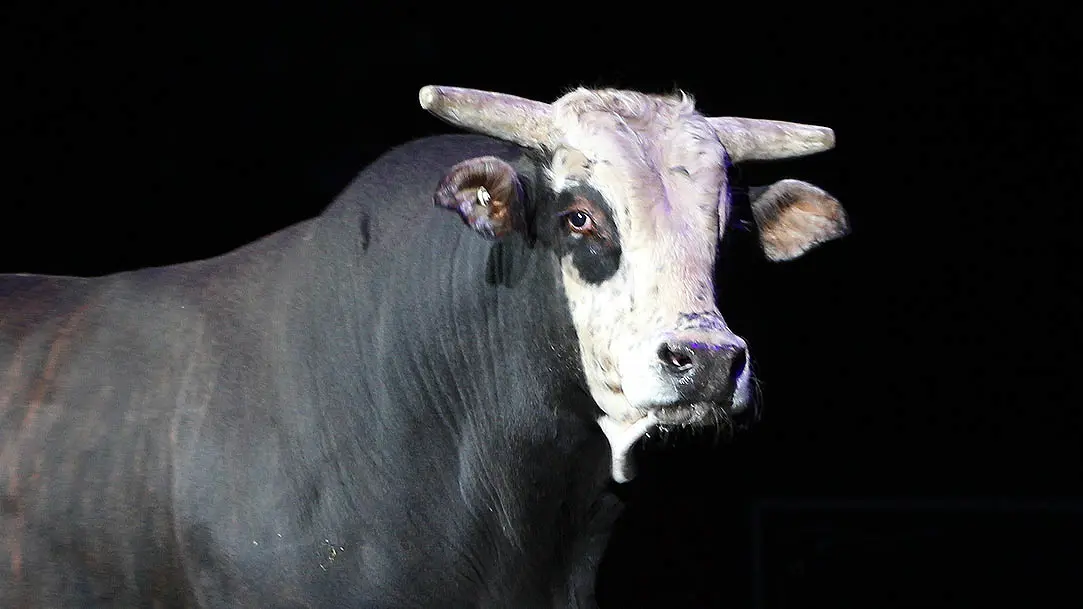 PBR | PBR mourns loss of World Champion Bull contender Mick E Mouse