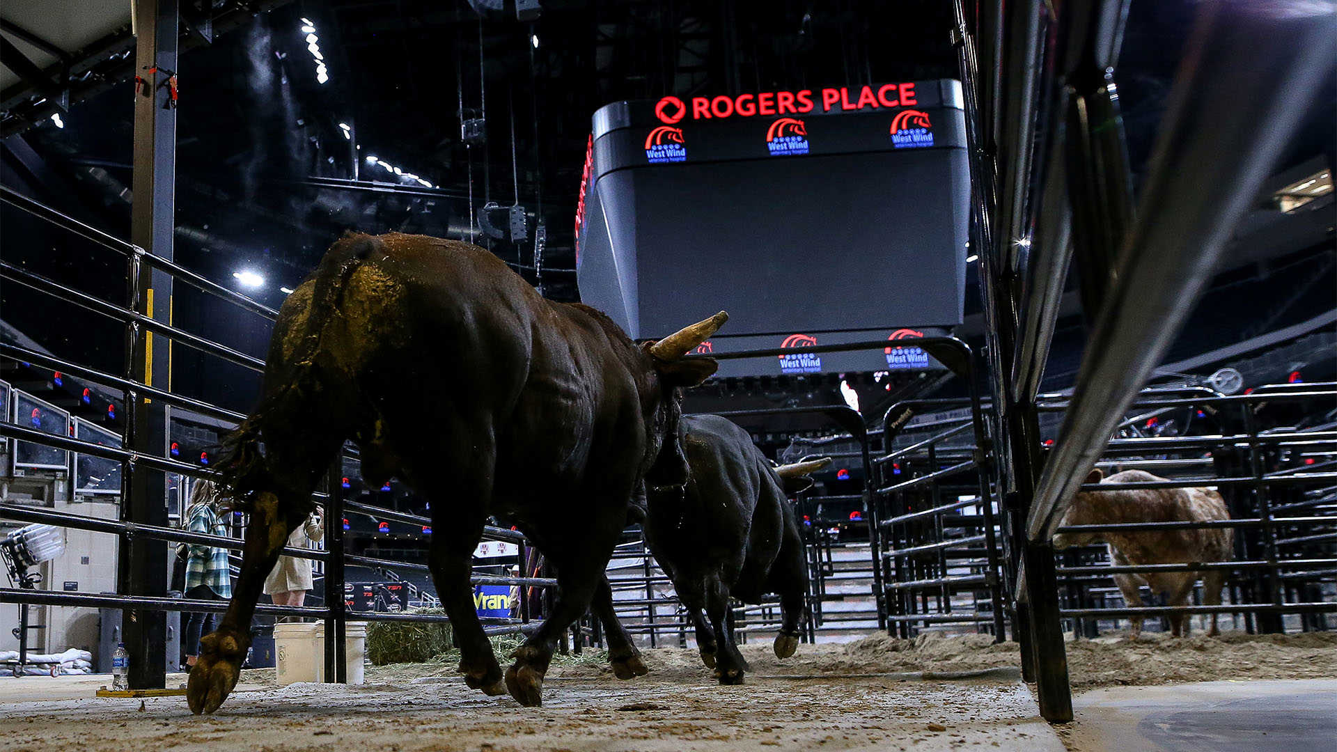 PBR | PBR Canada to host outdoor bull riding exhibition at Rogers Place ...