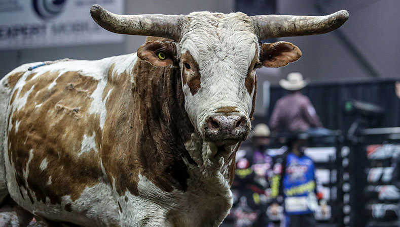 PBR | 2020 in Review: Top 5 bulls in PBR Canada competition