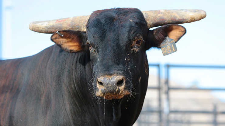 PBR | In the bull pen: Colorado Springs