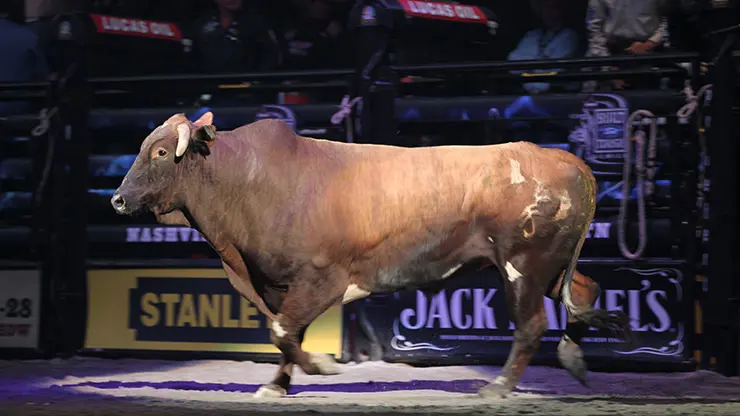 PBR | In the bull pen: Springfield