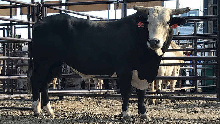 PBR | Kimzey sets off fireworks and rides Pearl Harbor