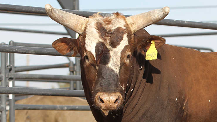 PBR | In the bull pen: Albuquerque