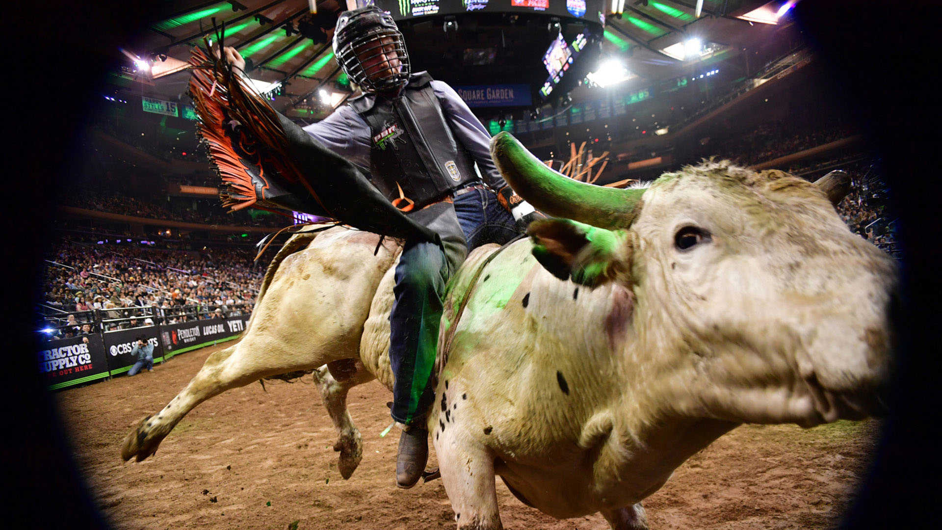 PBR | Flawless Bob Mitchell leads in New York City ahead of ...