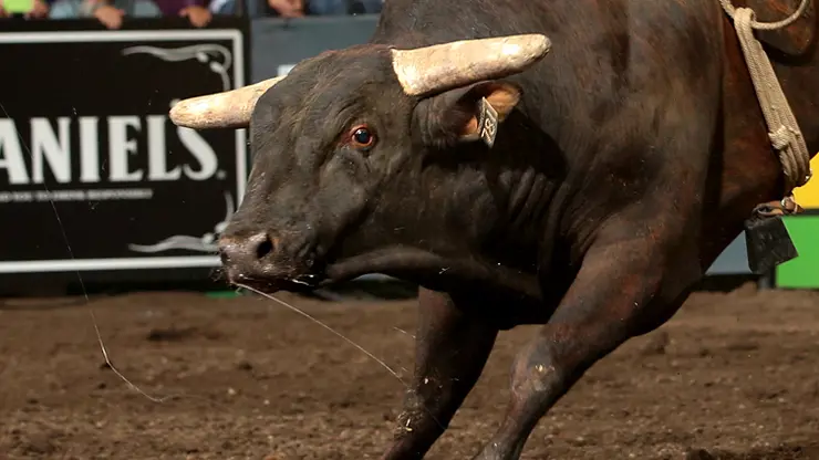 PBR | In the bull pen: Tulsa