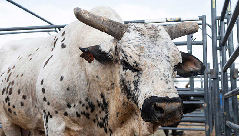 PBR | Reigning two-time YETI World Champion Bull Smooth Operator to ...