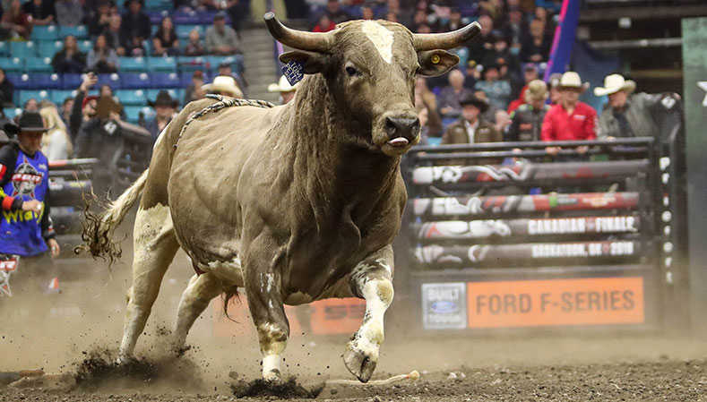 PBR | 2020 PBR Canada Bull of the Year contenders announced ahead of ...