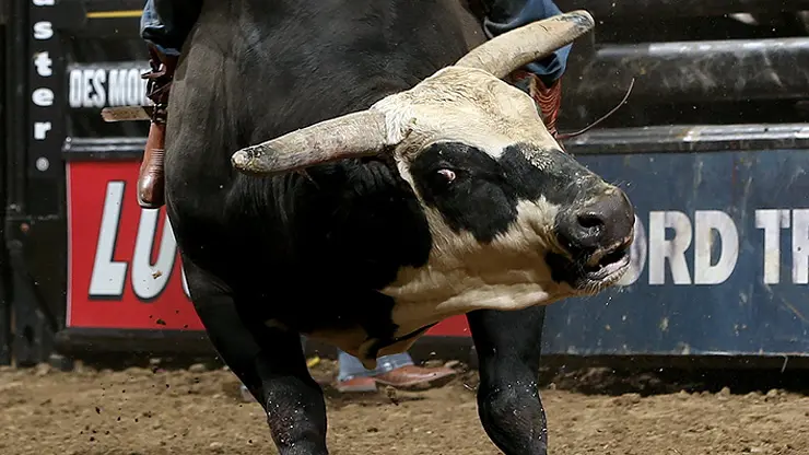 PBR | In the bull pen: New York